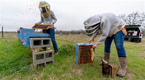 Bee Vival Is Texas Bee Population Rebounding Morning Ag Clips