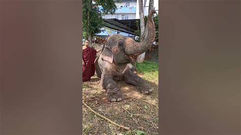 ටග්ගාලා පොටො එක ගහන්නකොක්🐘🤷‍♂ Elephant Srilanka Travel Perahara Lanka Lanka Sri Lover