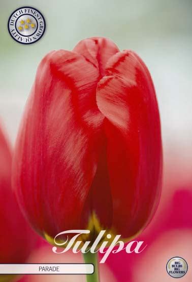 Red Tulip Bulbs Parade