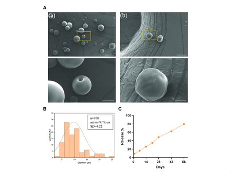 Preparation And Characterization Of Plga Microspheres A Sem Images