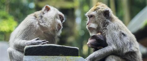 Javascript Convert Nested Json To Simple Json Dev Community