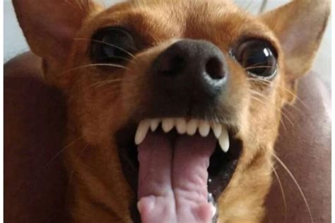 Pinscher Bravo Confira O Cachorro Pinscher Bravo
