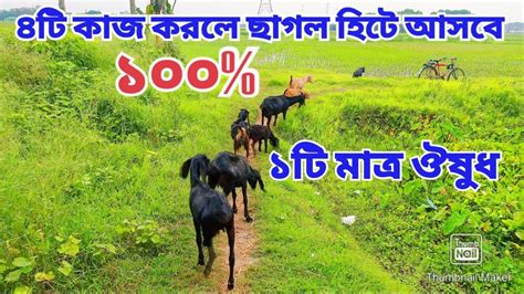 ৪টি কাজ করলে ছাগল হিটে আসবে ১০০। ঔষুধের নাম জেনে নিন। Thegoatfarm