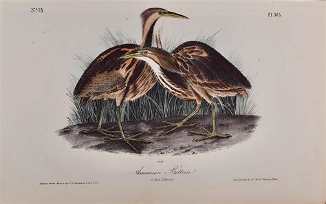 Audubon Birds