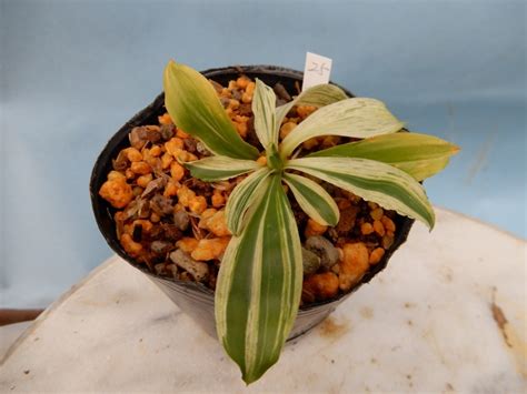 【傷や汚れあり】★ショウジョウバカマ No25 白地紺チリ斑縞 ★ 珍品・山野草・斑入り・野生蘭・小町蘭・ネジバナの落札情報詳細 ヤフオク