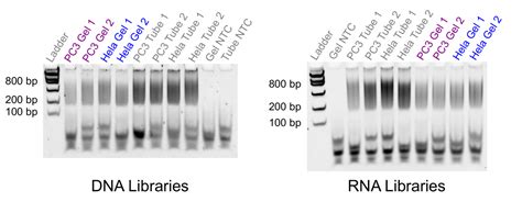 Gel Seq A Method For Simultaneous Sequencing Library Preparation Of