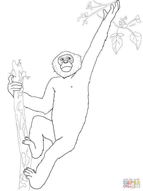 Pygmy Chimpanzee Bonobo Coloring Page Free Printable Coloring Pages