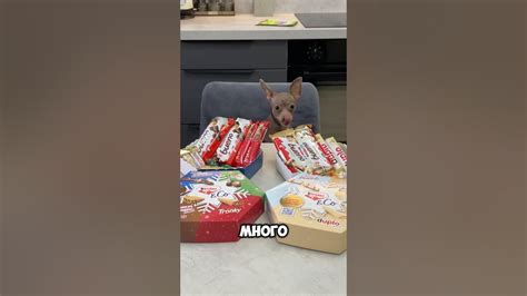Новогодние подарки КИНДЕР пока мне не пришел адвент для собак подарки