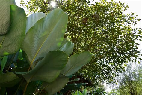 Características da Maranta charuto Calathea lútea PlantaSonya O