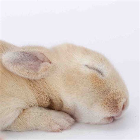 Do Rabbits Hibernate In Winter Understanding Rabbit Behavior In Cold Weather