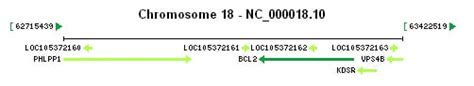 Bcl2 Gene Bcl2 Mutant Clone Genscript