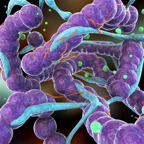 Coccus Bacteria 3d Models