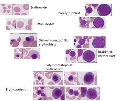 Proerythroblast Proerythroblast