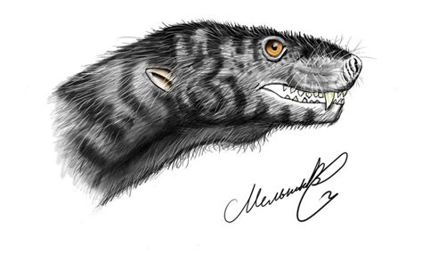 Thrinaxodon Head By Malvit On Deviantart