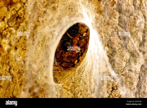 Close Up Of Spider In Web On Tree Trunk Stock Photo Alamy