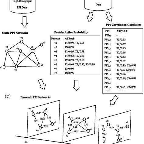An Illustration Example Of Dynamic PPI Networks Construction A