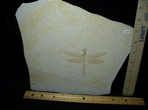 Large Fossilized “dragonfly ” In Matrix 121522g The Stones And Bones Collection