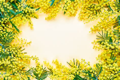 봄 꽃 배경 복사 공간이있는 미모사 꽃 프레임 부활절 여성의 날 개념 상단 보기 플랫 레이 International Womens