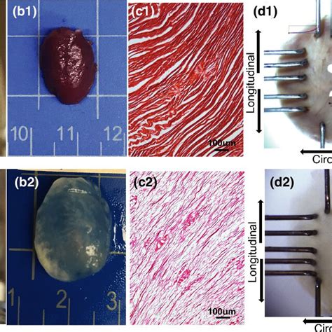 Experimental Setup And Specimen Preparation In Intact A1 D1 And