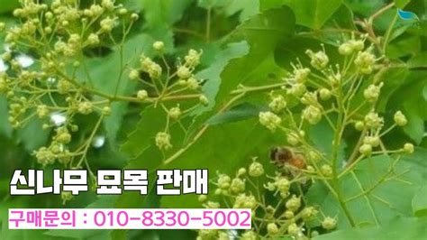 신바람 플랜트 협력농가 판매상품 나무장터com 신나무 묘목 조경수 판매합니다 Youtube