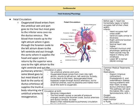 Cardio Concept Map Lecture Notes 5 Common Medical Treatments In
