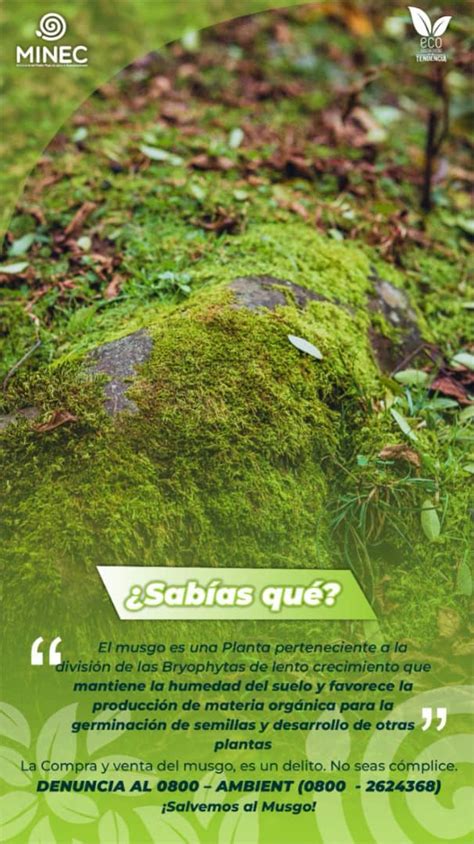 MINEC UTEC Portuguesa on Twitter Sabías qué El musgo es una planta