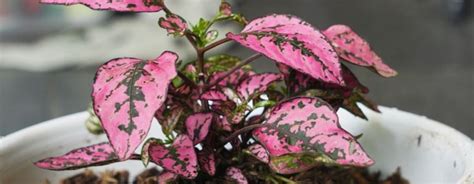 How To Care For A Polka Dot Plant The Habitat