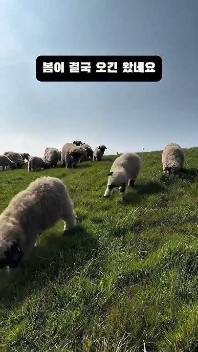 결국 계절이 지나 또 봄이 왔네요 봄 봄의절경 쇼츠 Youtube