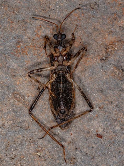 Adult Assassin Bug Stock Image Image Of Reduviinae 235303799
