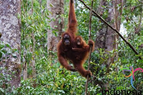 Central Borneo Tourism Orangutan Tours Dayak And Eco Tours