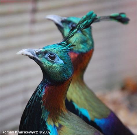 Danfe Nepals National Bird And How Beautiful They Are Vogels Fazant