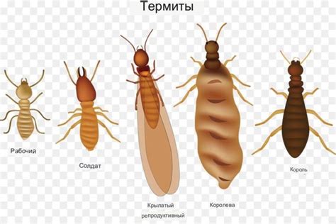Термит: описание, где обитает, чем питается, сколько живет
