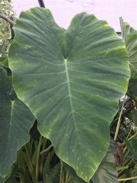 Plants Seeds And Bulbs Bulbs Roots And Rhizomes Rare Purple Elephant Ear