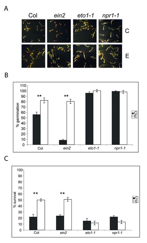 Ebr Effects On Inhibition Of Germination By Nacl In Wt And Mutant