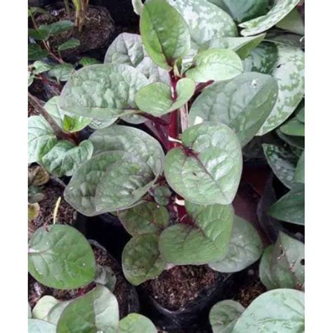 Jual Tanaman Herbal Binahong Merah Gendola Shopee Indonesia