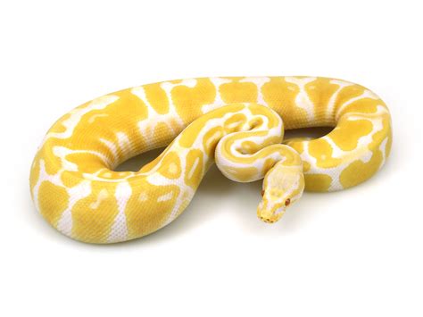 Albino Pastel Markus Jayne Ball Pythons