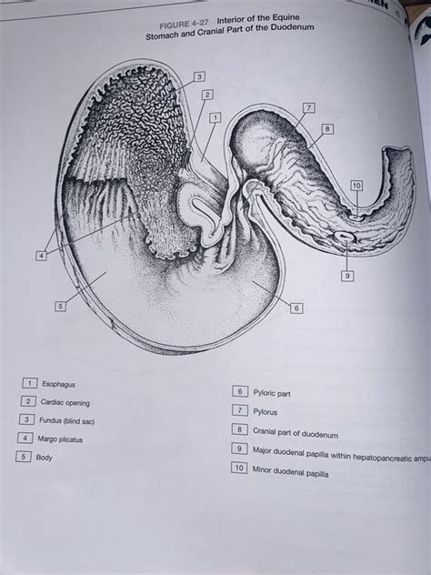 Diagram Of Interior Equine Stomach And Cranial Duodenum Quizlet