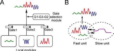 Schematic Drawings Of A Local Representation Model And B Multiple