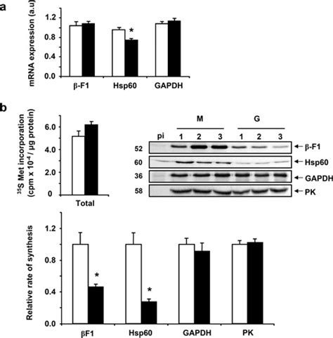Translational Control Hampers The Bioenergetic Function Of Mitochondria