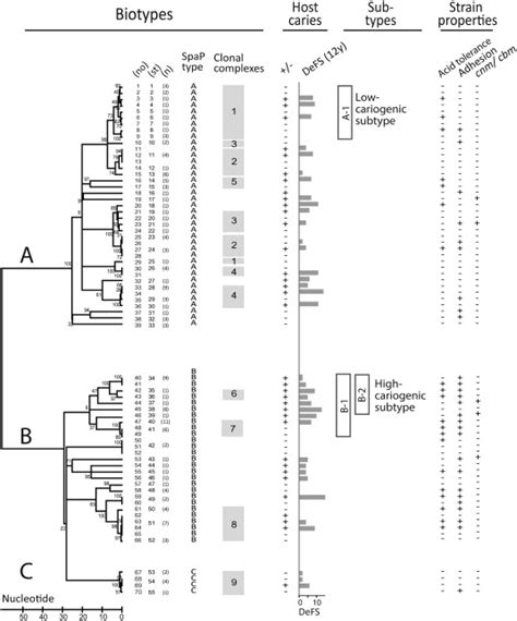 Streptococcus Mutans Adhesin Biotypes That Match And Predict Individual Caries Development