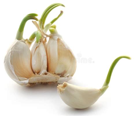 Ail germé image stock Image du assaisonnement lame 112898119