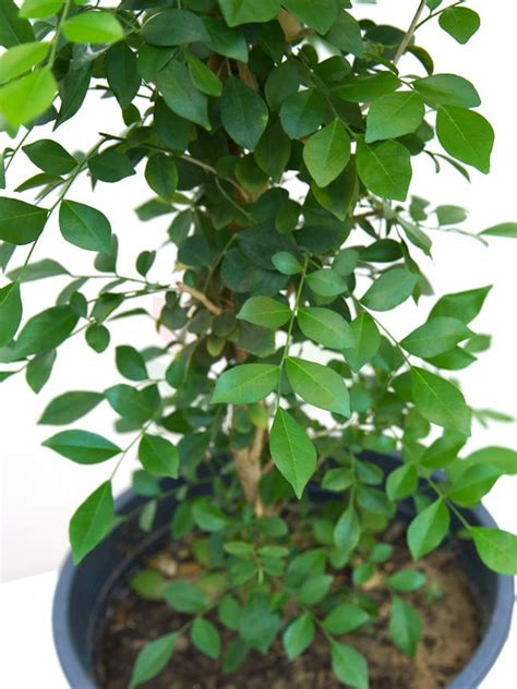 Murraya Paniculata Online Outdoor Plants