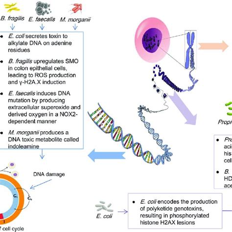 Dna Mismatch Repair Imbalance Dna Damage Chromosomal Instability And