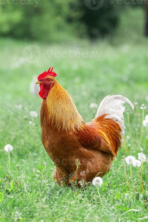 Um Galo E Uma Galinha Caipira Na Grama No Campo 13409844 Foto De Stock No Vecteezy