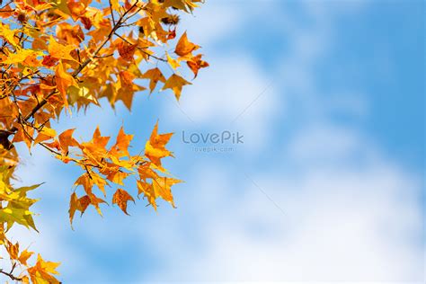 가을 단풍 나무 잎 사진 무료 다운로드 Lovepik