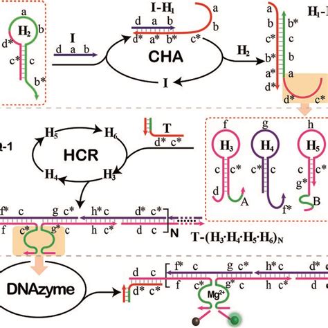 Architecture Of The Isothermal Autonomous Cha Hcr Dnazyme Cascading