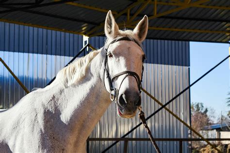 有关乡村生活 冷靜 动物行为 動物攝影 動物肖像 和平的 哺乳動物 垂直拍摄 天性 孤立的 家畜 寧靜 柔光 母馬