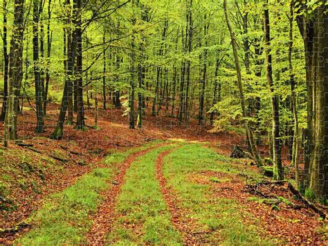 Beech Forest Hunsrueck Jigsaw Puzzle By Jochen Schlenker