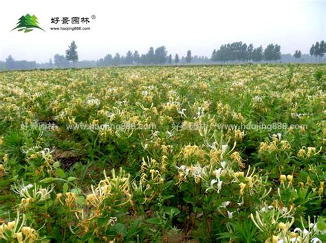 金银花图片