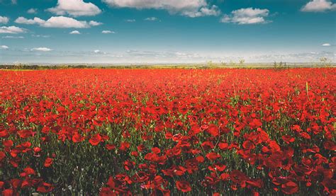 Coquelicot Semis Culture Et Entretien Jardiland